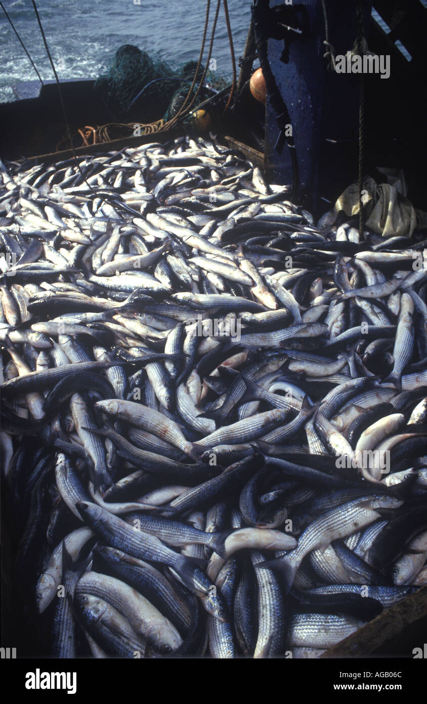 Fish quotas hi-res stock photography and images - Alamy