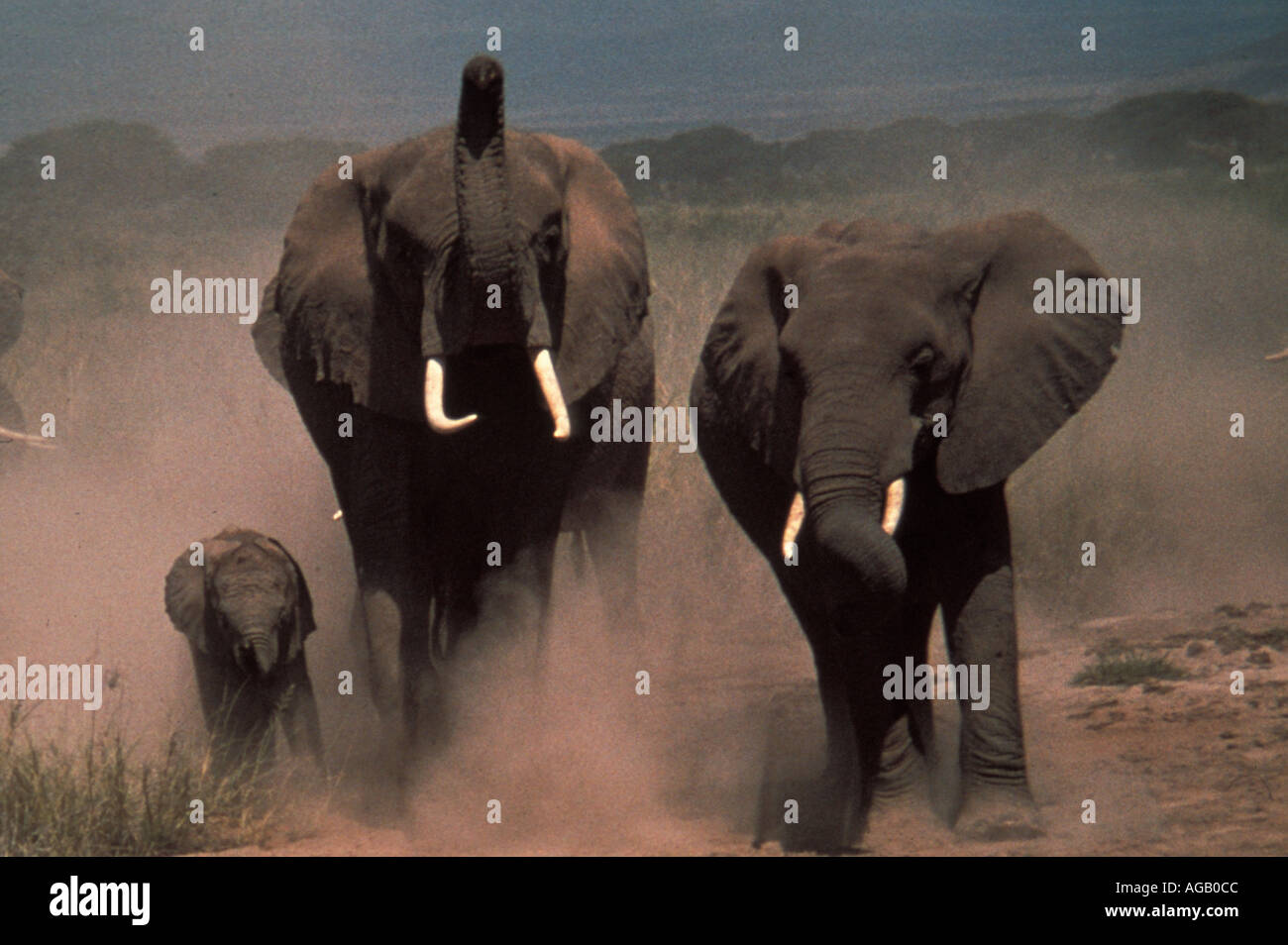 African elephant baby trumpeting hi-res stock photography and images ...