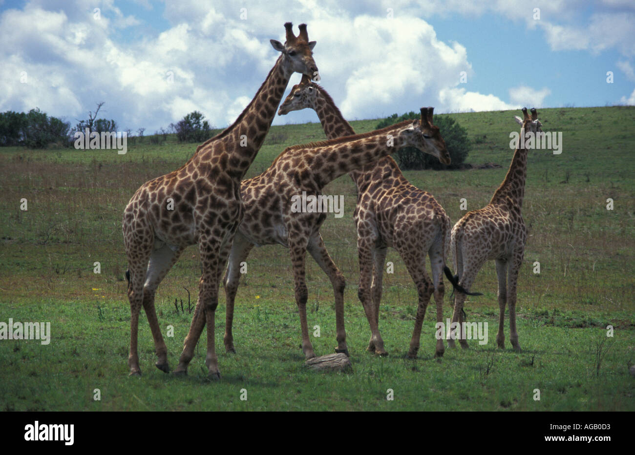 A group of Giraffes Itala Game Reserve South Africa Stock Photo - Alamy