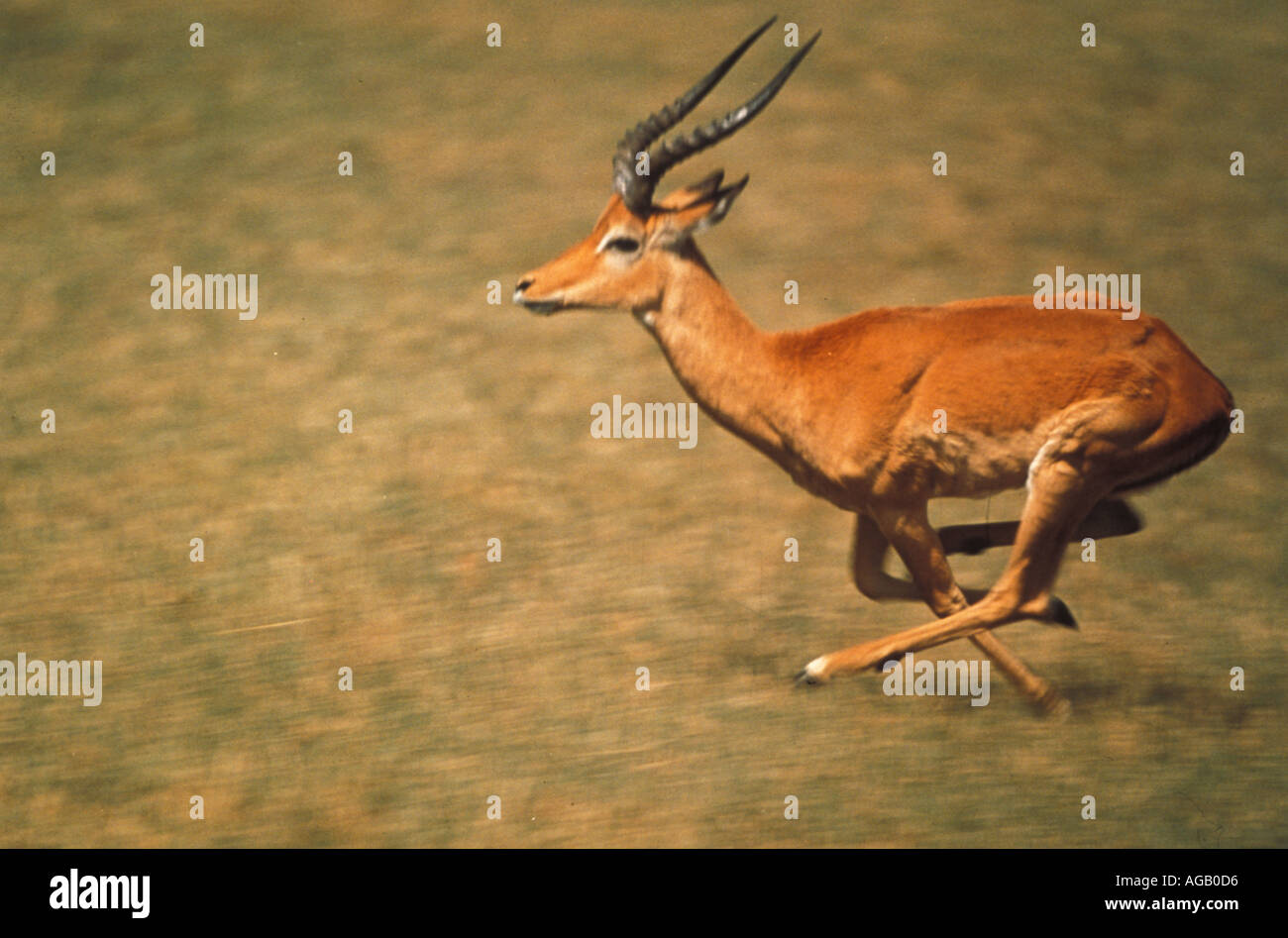 Lone impala hi-res stock photography and images - Alamy