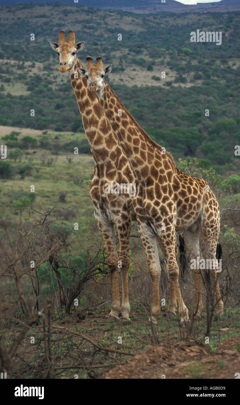 Two male Giraffe Natal South Africa Stock Photo - Alamy