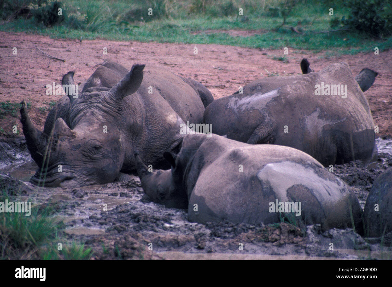 White rhinoceros mud wallow hi-res stock photography and images - Alamy
