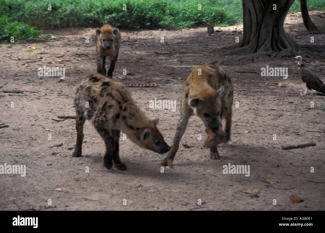 Spotted hyena squabbling over food Gambia Africa Stock Photo - Alamy