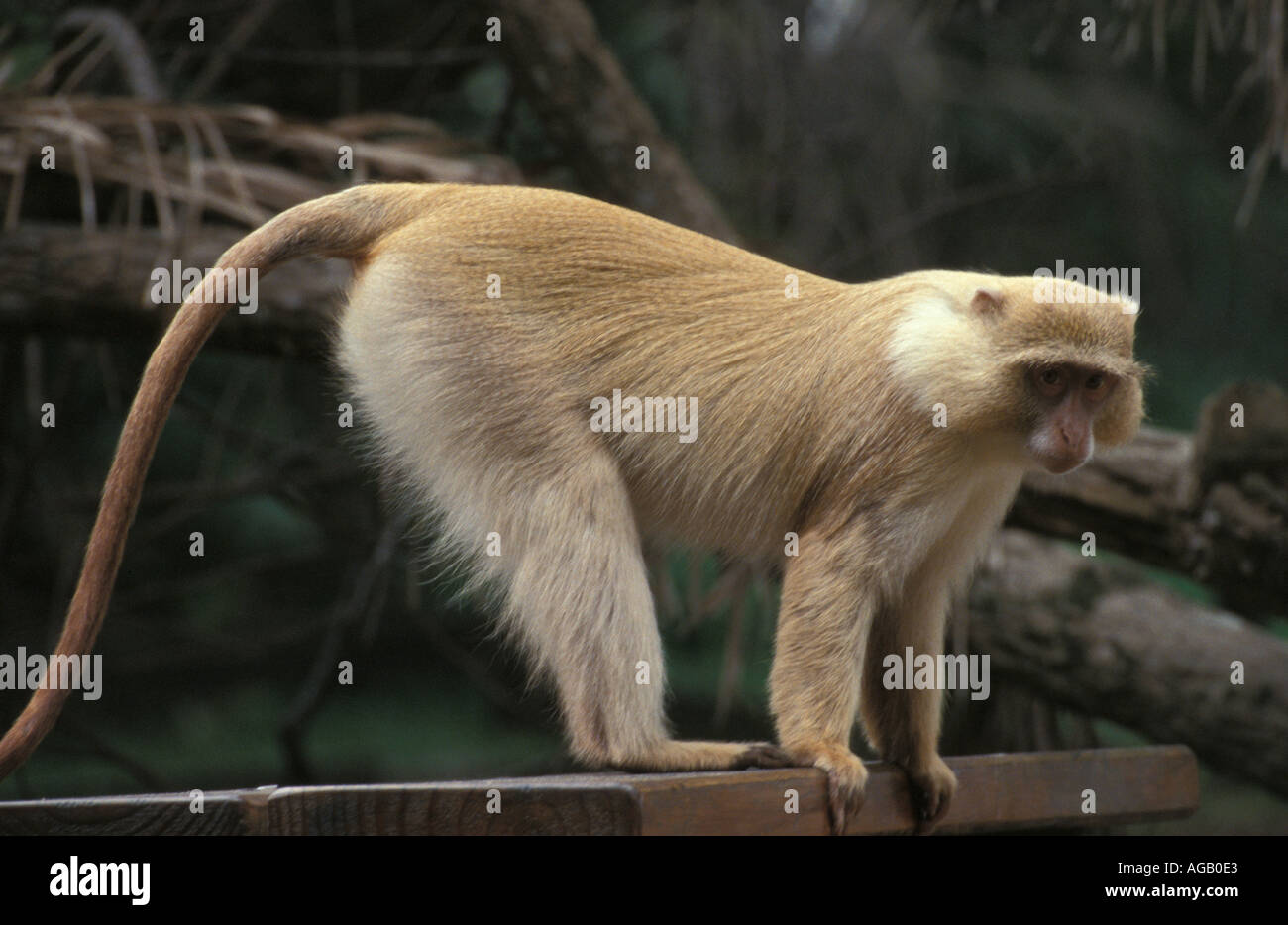 Samango Monkey Stock Photos & Samango Monkey Stock Images - Alamy