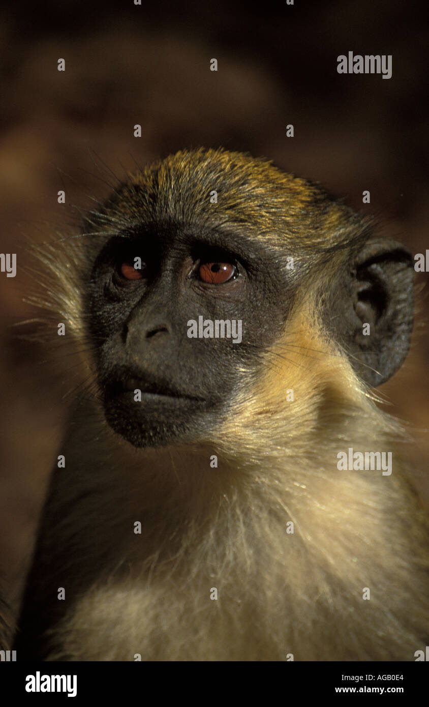 Portrait of a vervet monkey The Gambia West Africa Stock Photo - Alamy