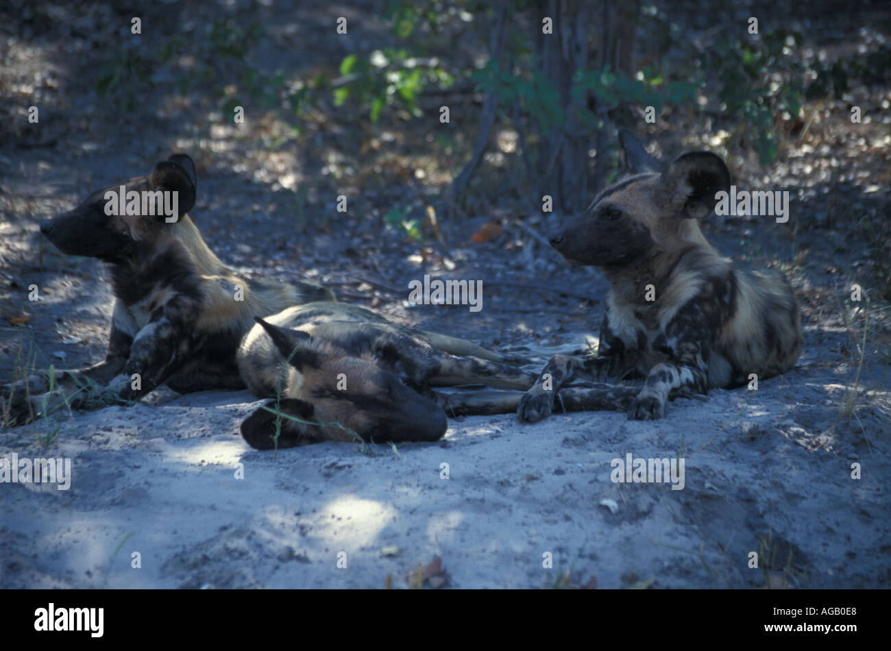 Wild dogs resting in the shade Okavango Delta Botswana Africa Stock ...