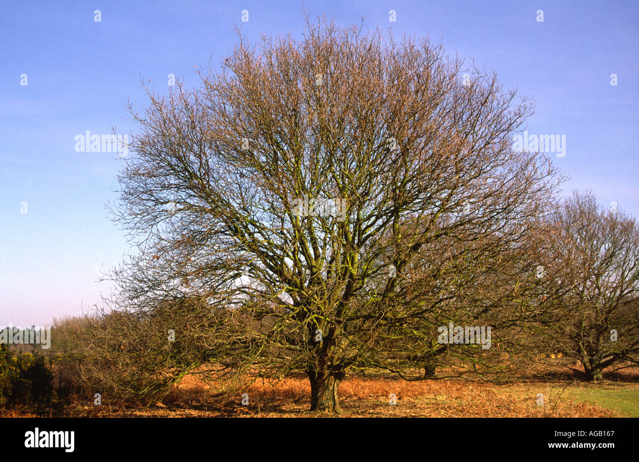Small oak tree winter Suffolk England Stock Photo - Alamy