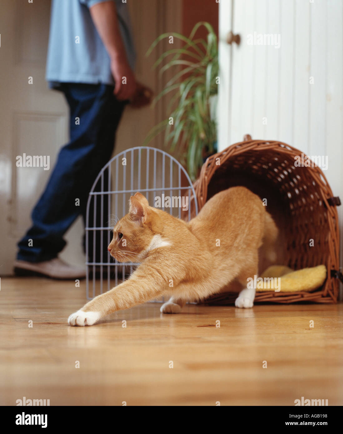 Cat escaping hi-res stock photography and images - Alamy