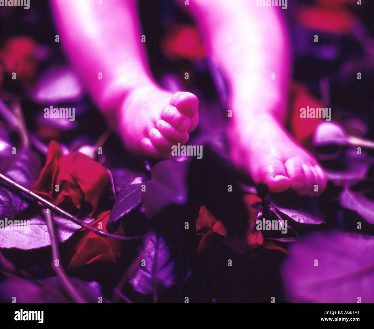 babies feet on rose buds Stock Photo - Alamy
