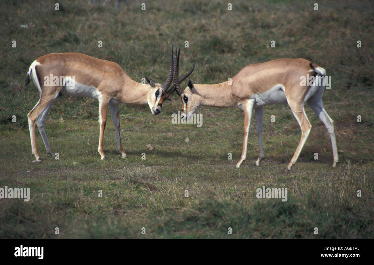 Grantii hi-res stock photography and images - Alamy