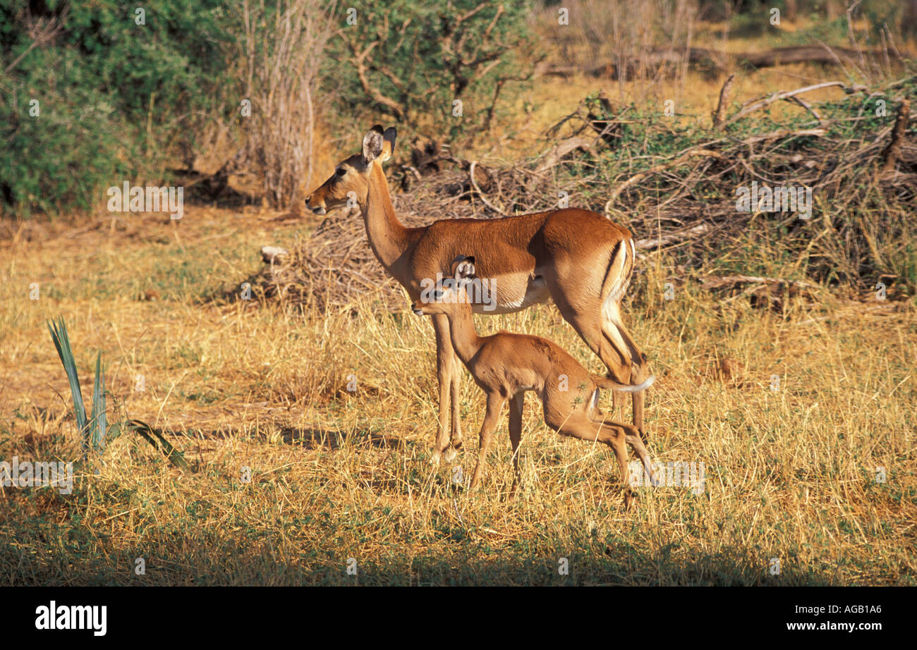 Mother and baby Impala in the bush Kenya Africa Stock Photo - Alamy