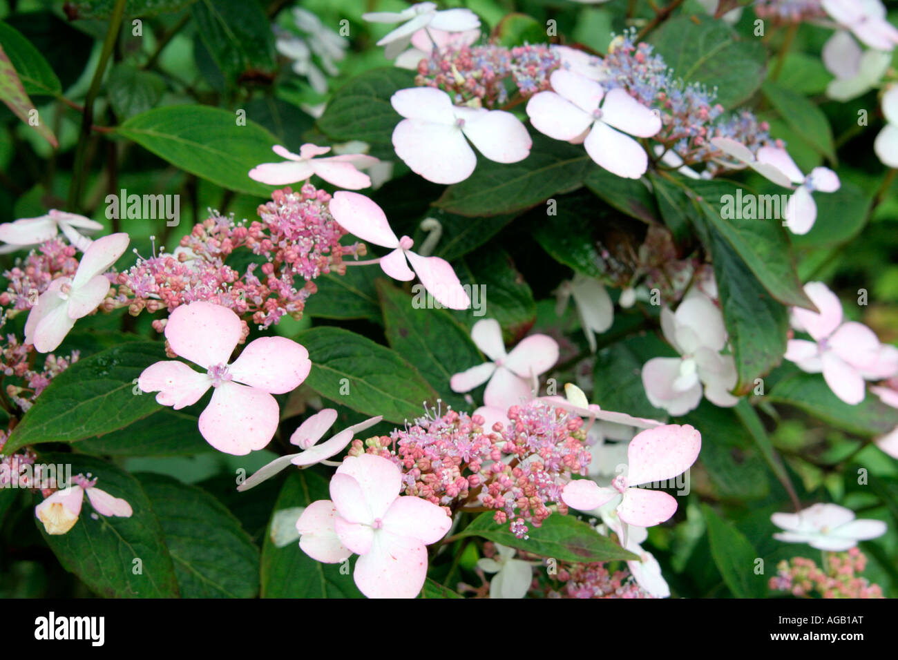 HYDRANGEA SERRATA BLUE BIRD ON NEUTRAL SOIL Stock Photo - Alamy