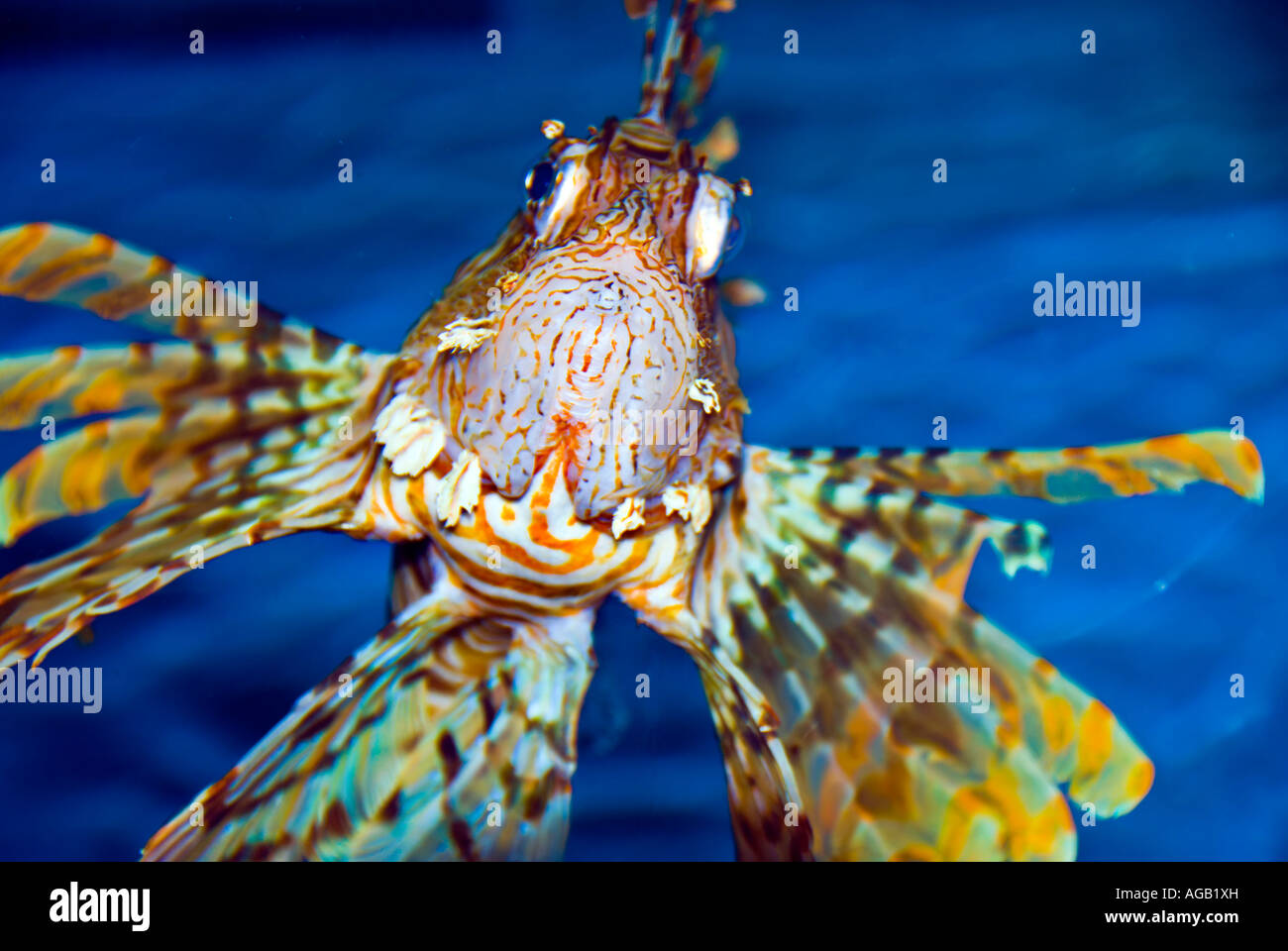 Beijing aquarium hi-res stock photography and images - Alamy