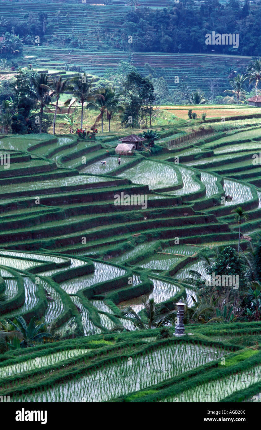 The rice bowl of Jatiluwih viewed from the lower slopes of Mt Batukaru ...