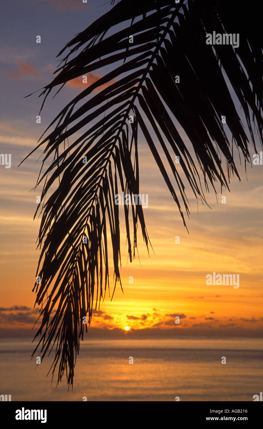 Palm Tree in Sunset Reunion Island Stock Photo - Alamy
