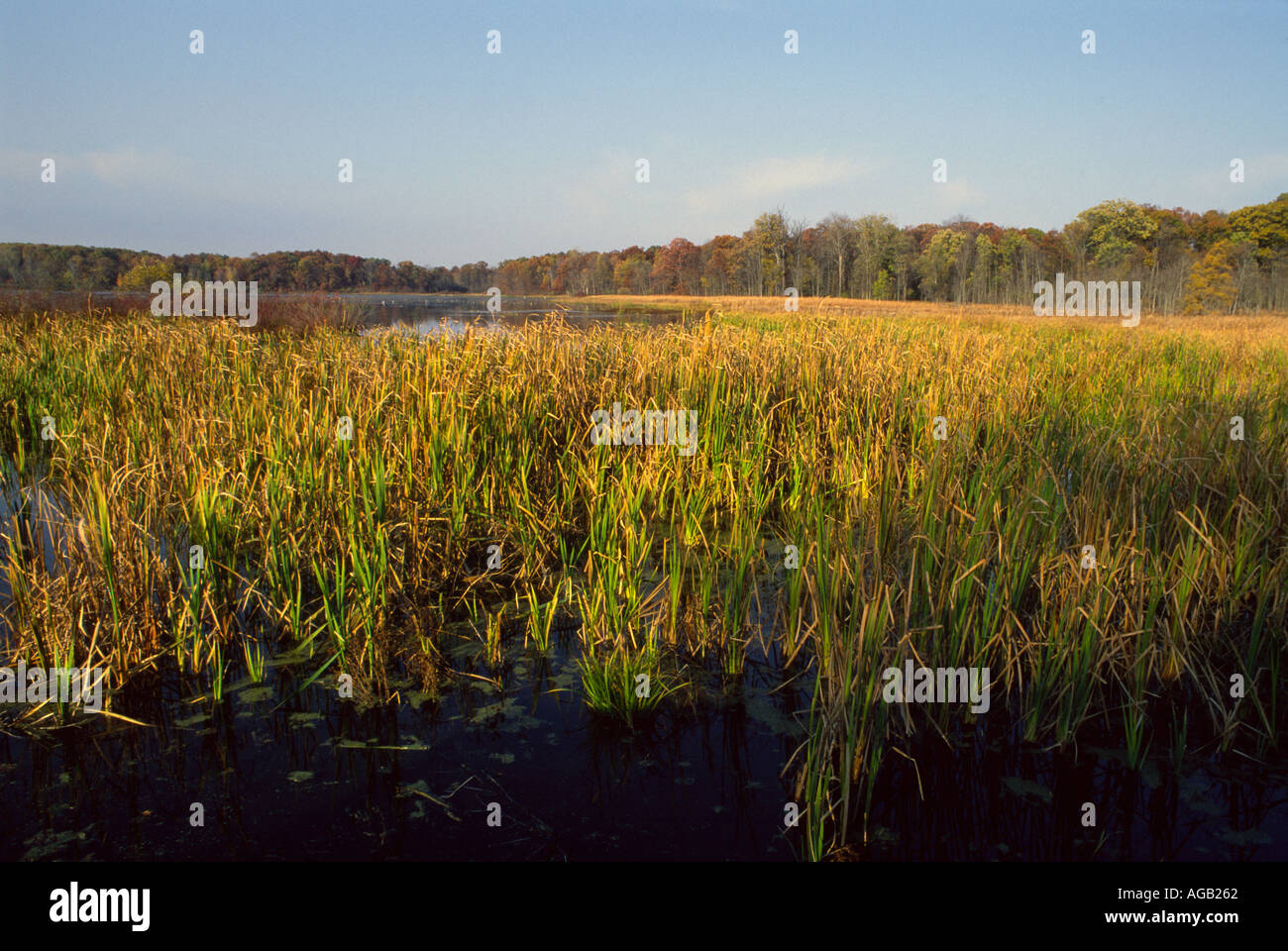 Grasses at Kent Lake in Kensington Metropark Michigan Stock Photo - Alamy