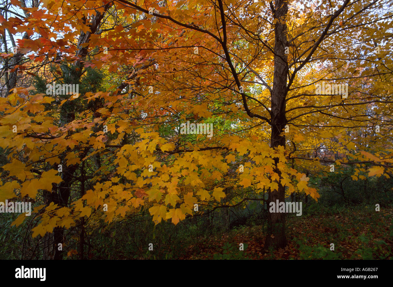 trees with fall colors Stock Photo - Alamy
