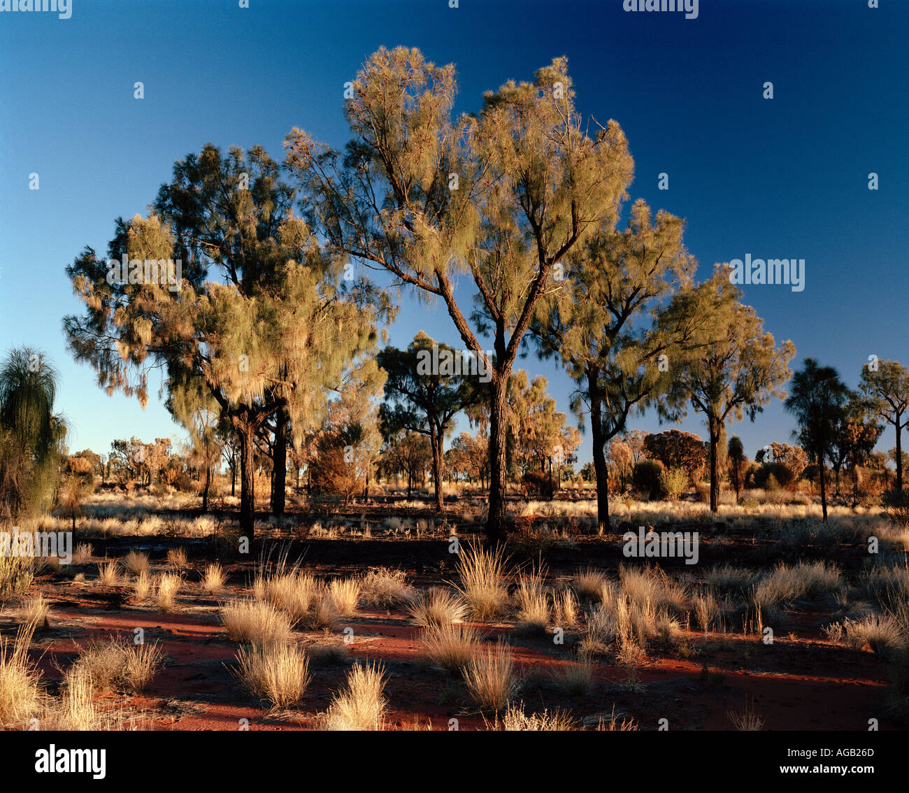 Desert Trees Ayers Rock Northern Territories Australia Stock Photo - Alamy