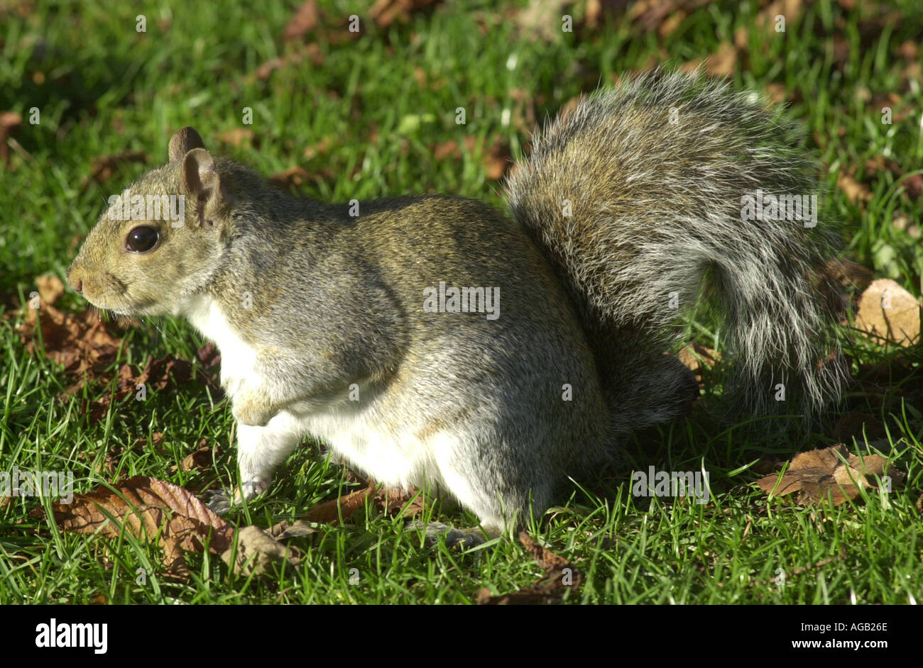 Grey squirrel UK Stock Photo - Alamy