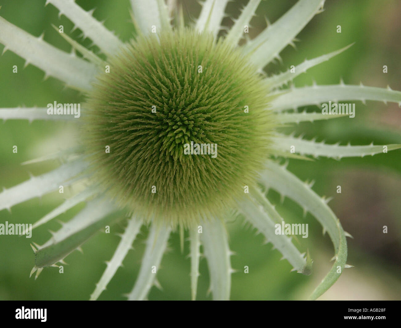 Thistle still life close up hi-res stock photography and images - Alamy