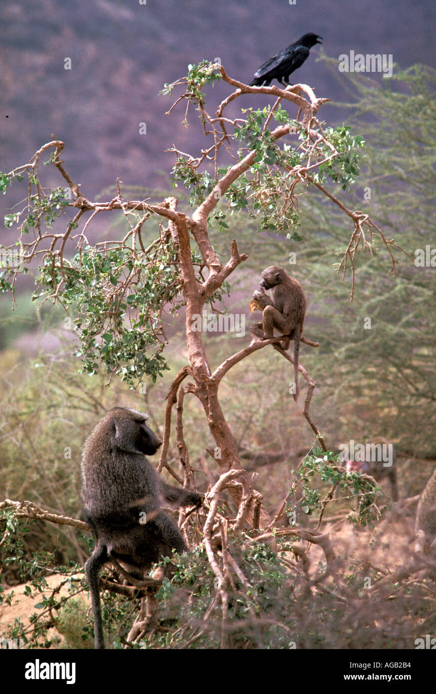 Baboon bird hi-res stock photography and images - Alamy