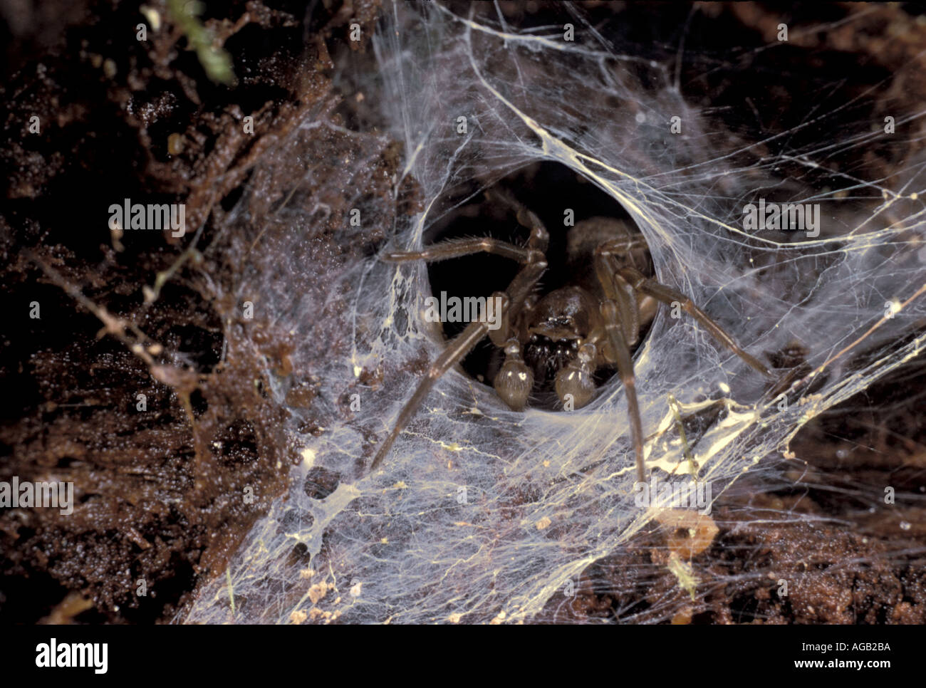 Invertebrate Spider Funnel web Stock Photo - Alamy
