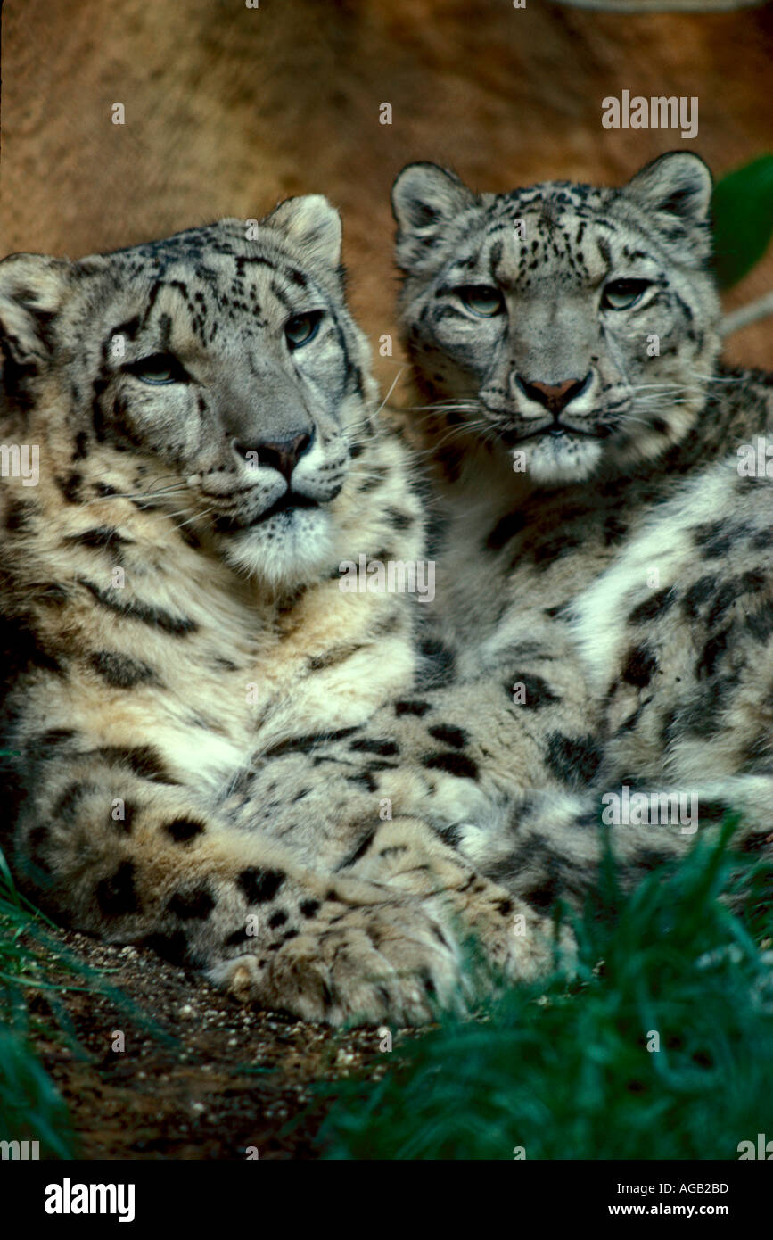 Black leopards hi-res stock photography and images - Alamy