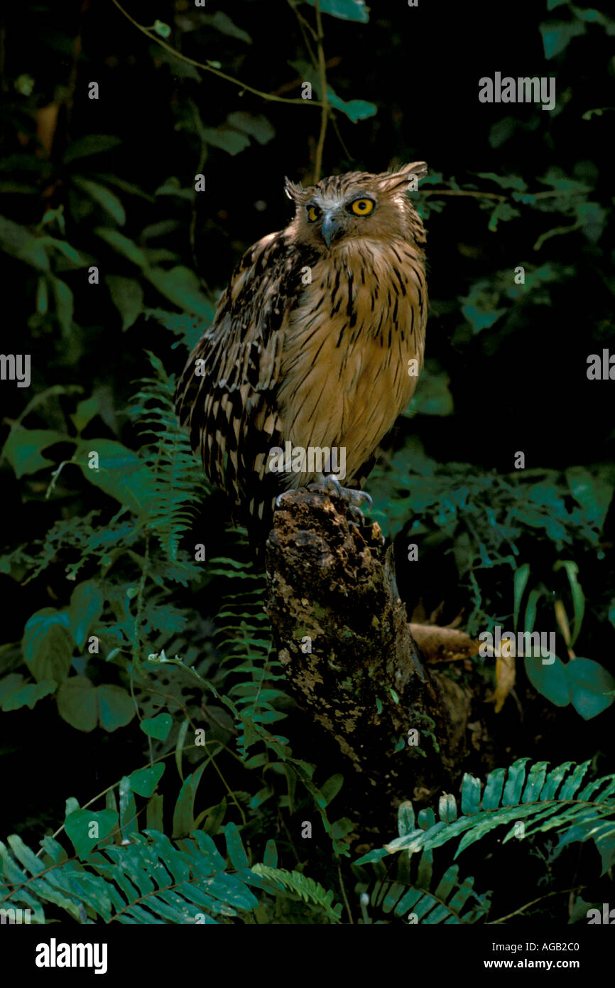 Bird owl malay fishing hi-res stock photography and images - Alamy