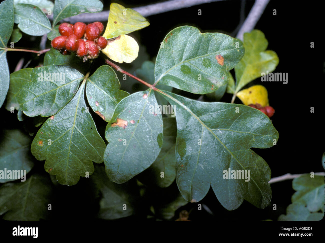 Plant Sumac Red berries Stock Photo - Alamy