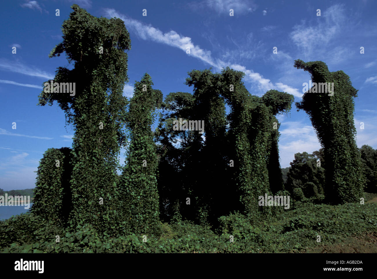 Kudzu plant hi-res stock photography and images - Alamy