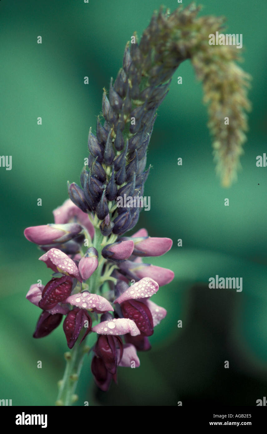 Plant kudzu flower hi-res stock photography and images - Alamy