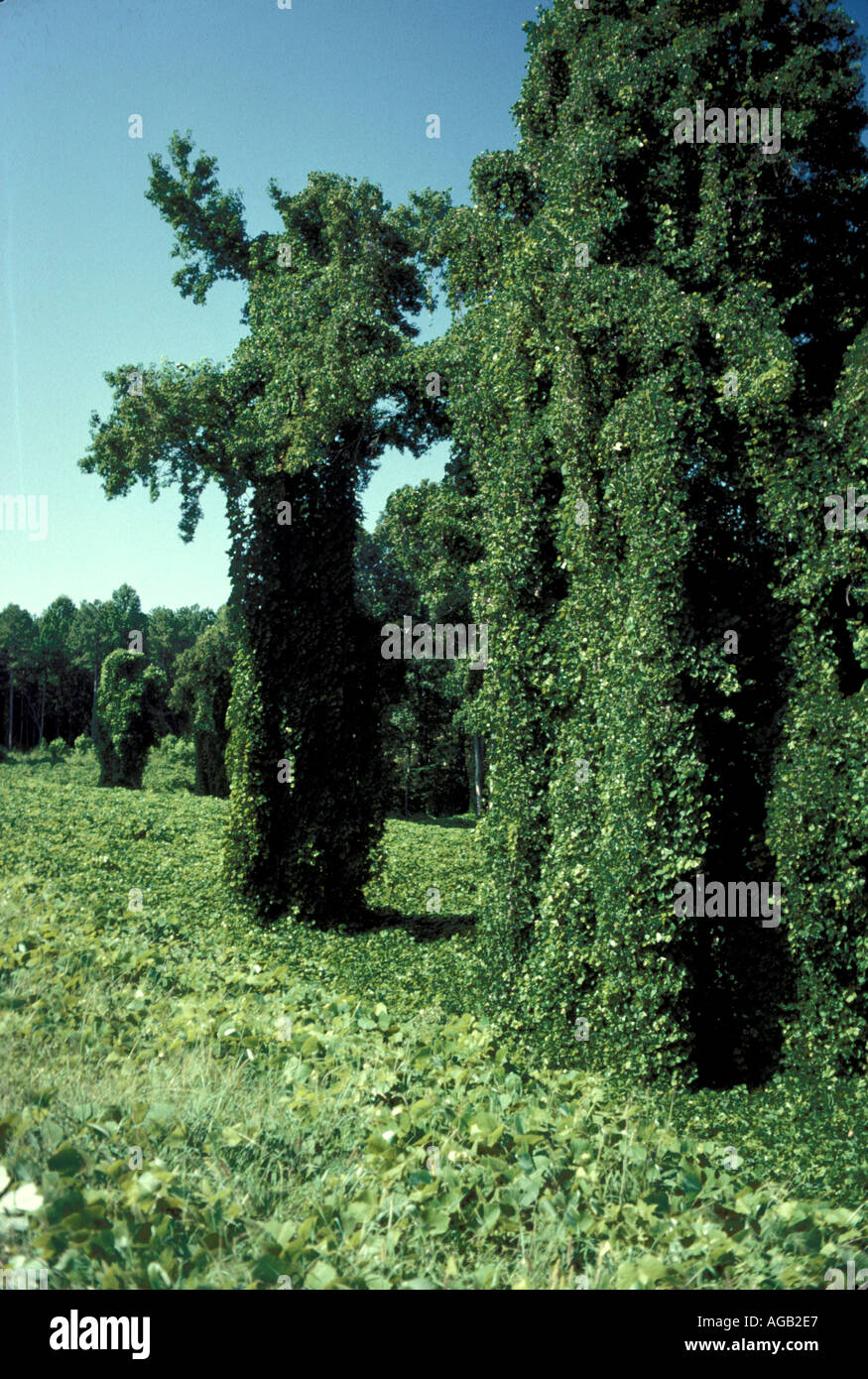 Plant kudzu hi-res stock photography and images - Alamy