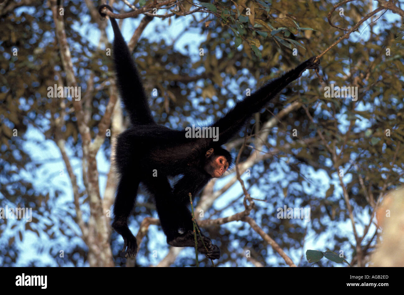 Spider monkey swing tail hi-res stock photography and images - Alamy