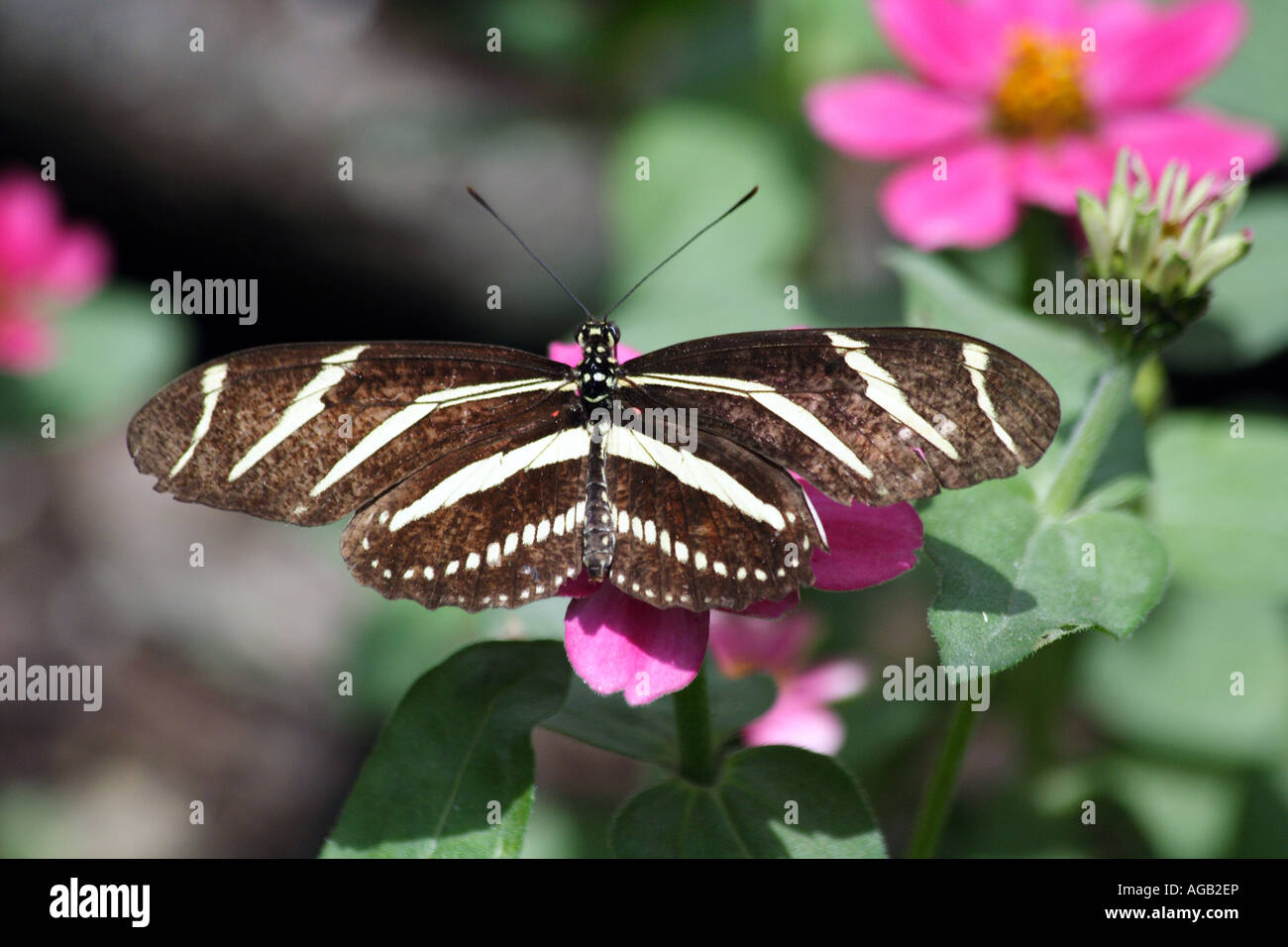 The Zebra Longwing (Heliconius charithonia) Butterfly Stock Photo - Alamy