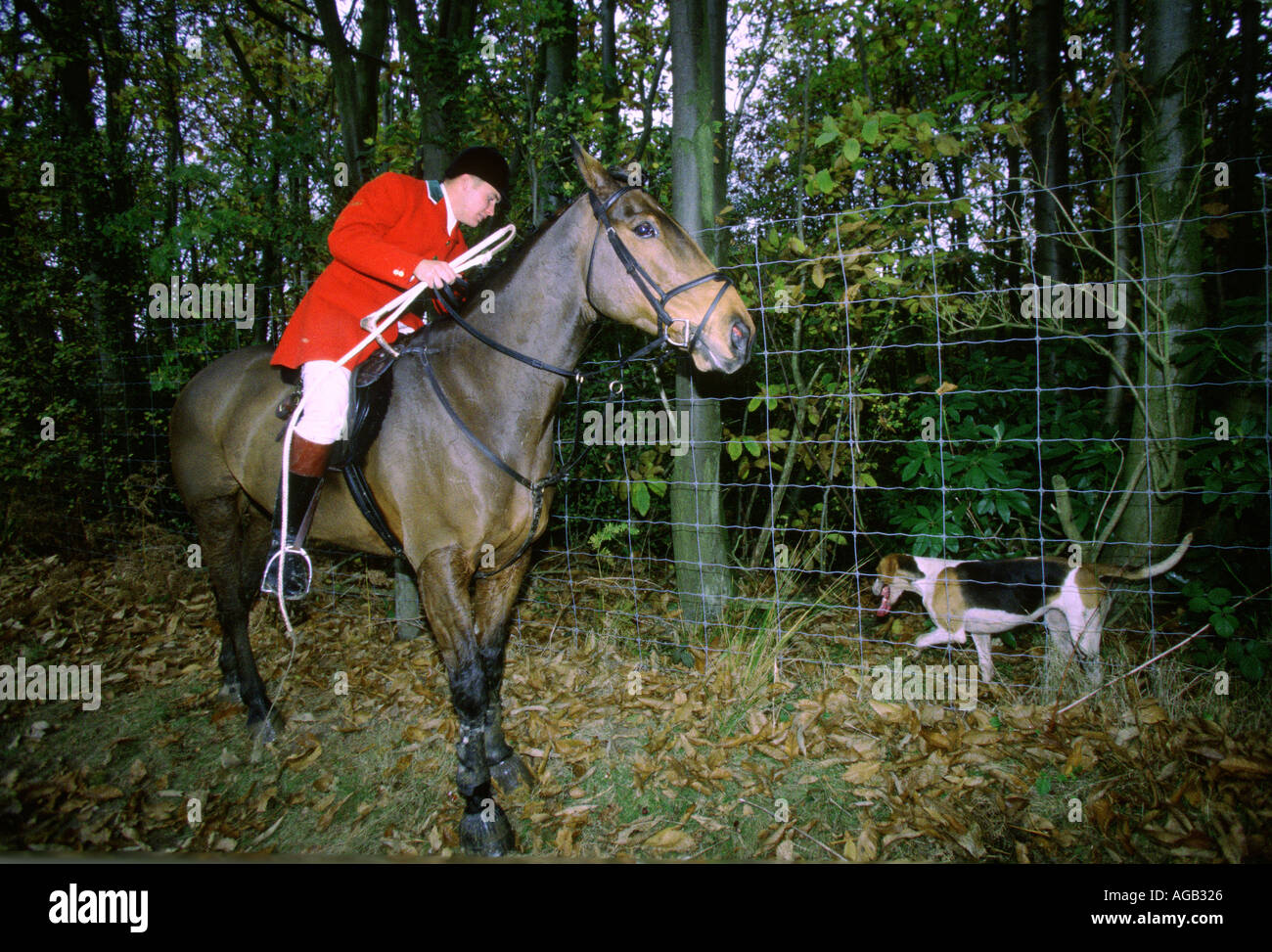 Surrey fox hi-res stock photography and images - Alamy
