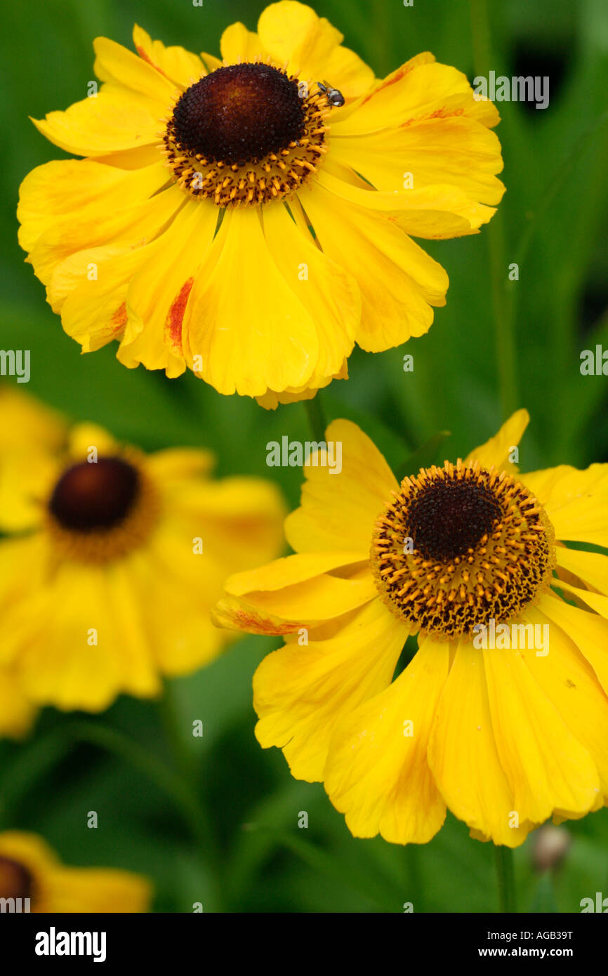 HELENIUM EL DORADO Stock Photo - Alamy