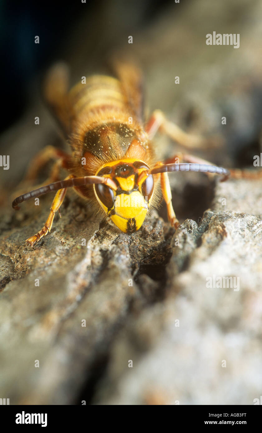 Wasp close up Stock Photo - Alamy