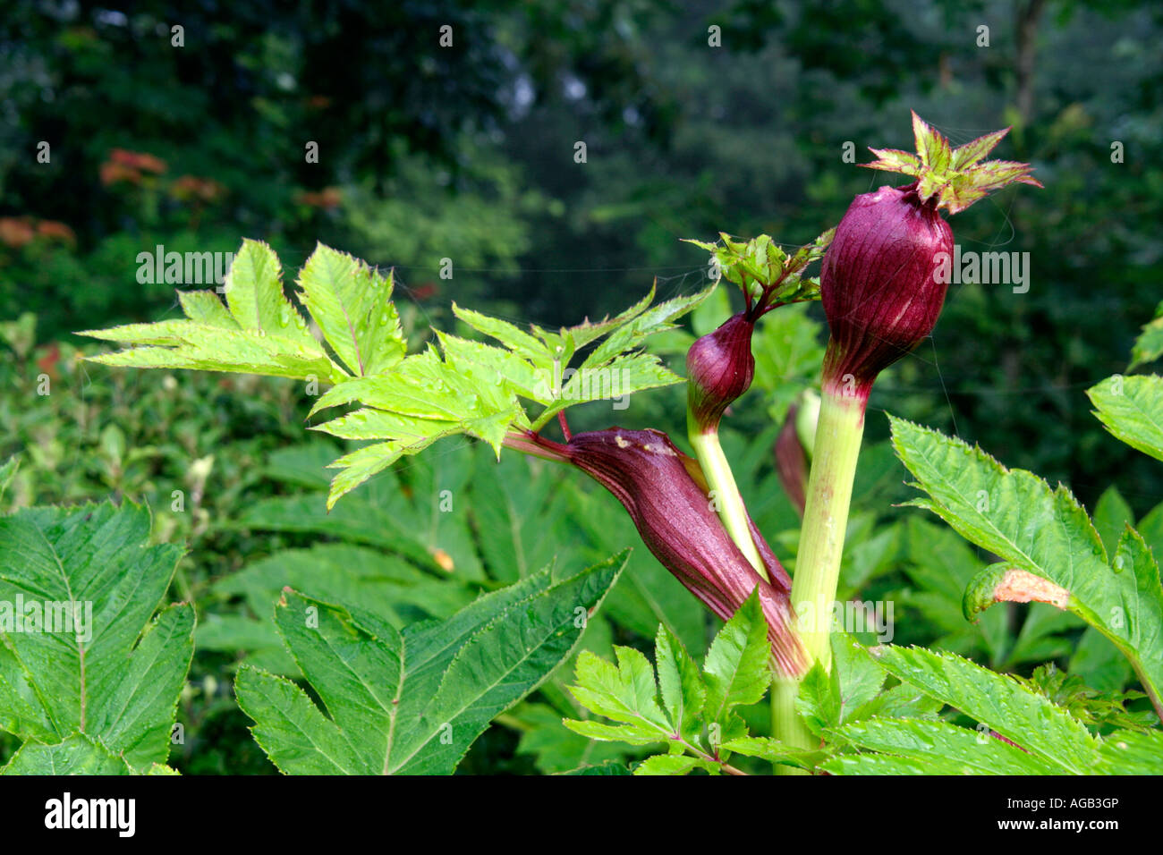 THE MUSCULAR FLOWER BUDS OF ANGELICA GIGAS Stock Photo - Alamy