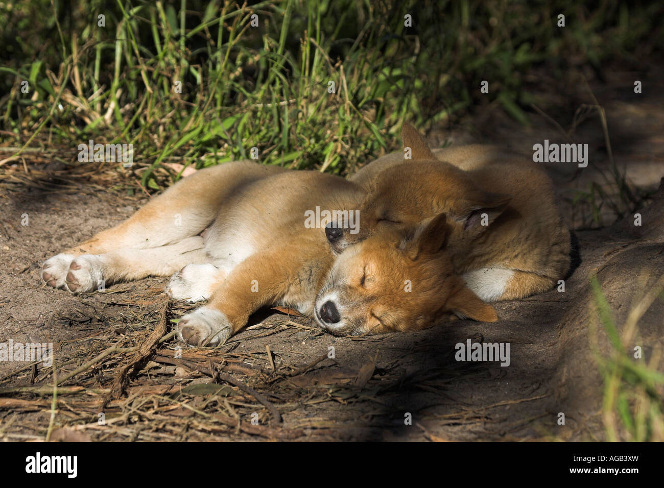 Dingo Puppies High Resolution Stock Photography and Images - Alamy