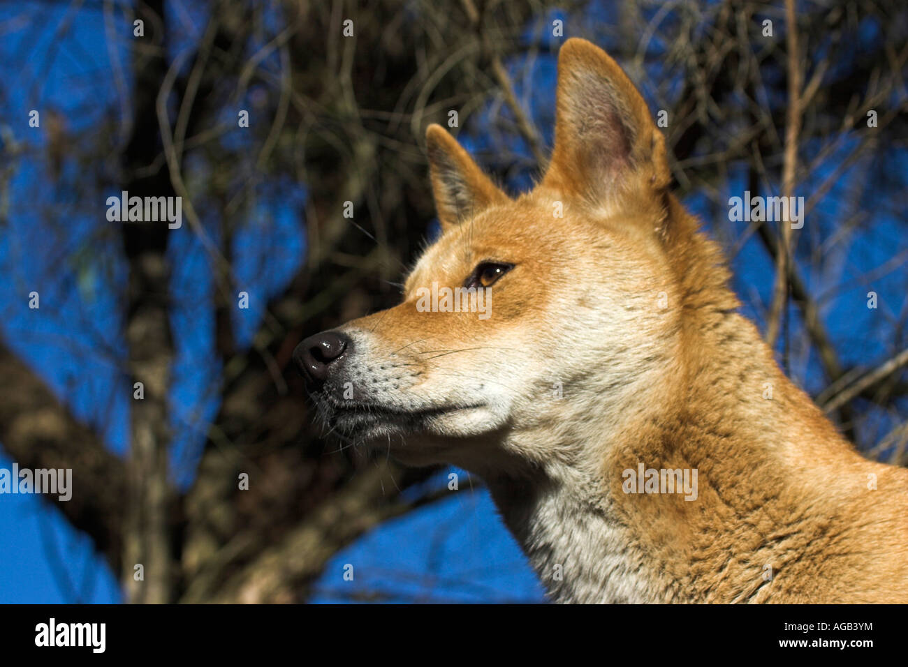 dingo, canus lupus dingo, single adult profile Stock Photo - Alamy