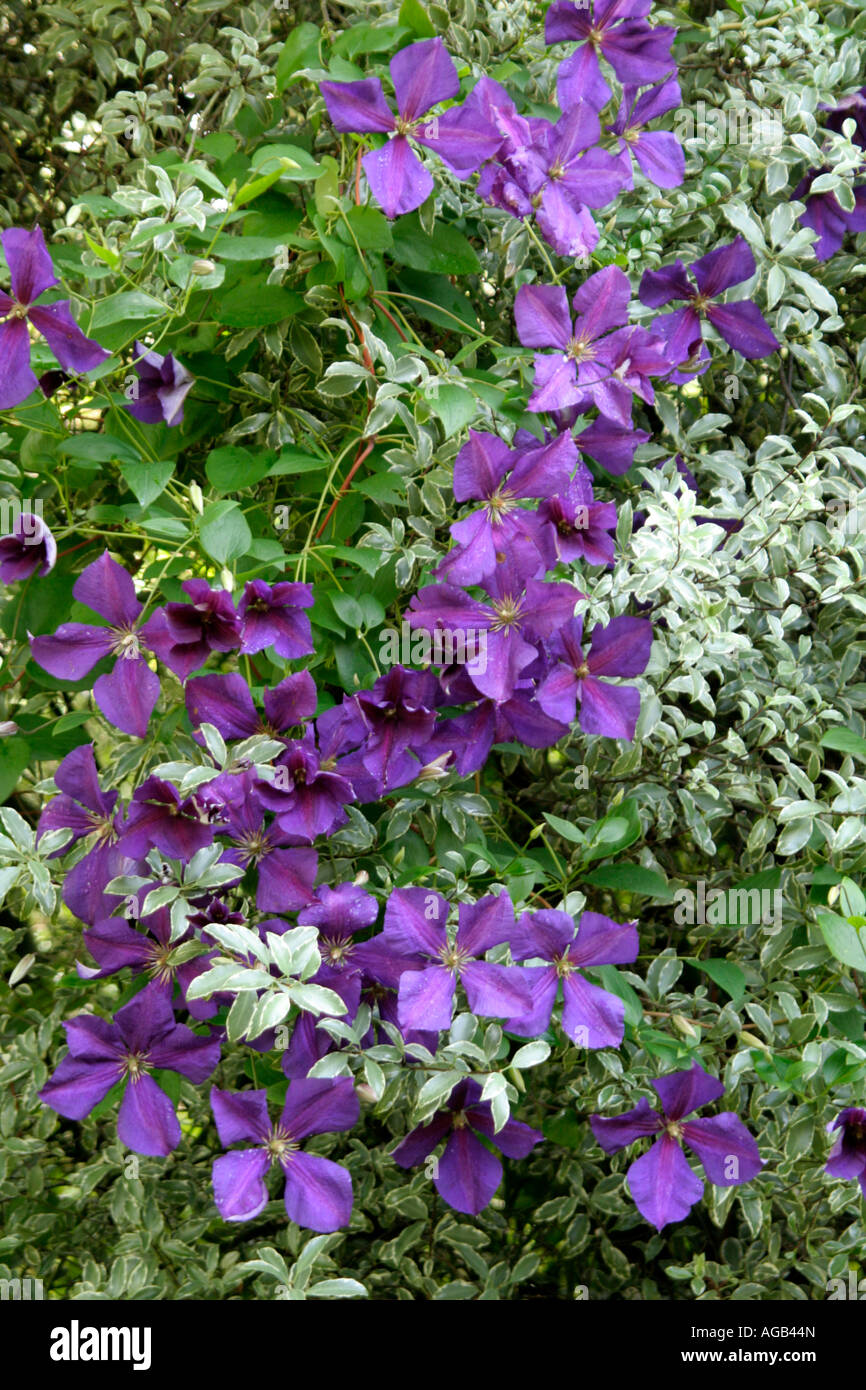 Pittosporum silver queen hi-res stock photography and images - Alamy