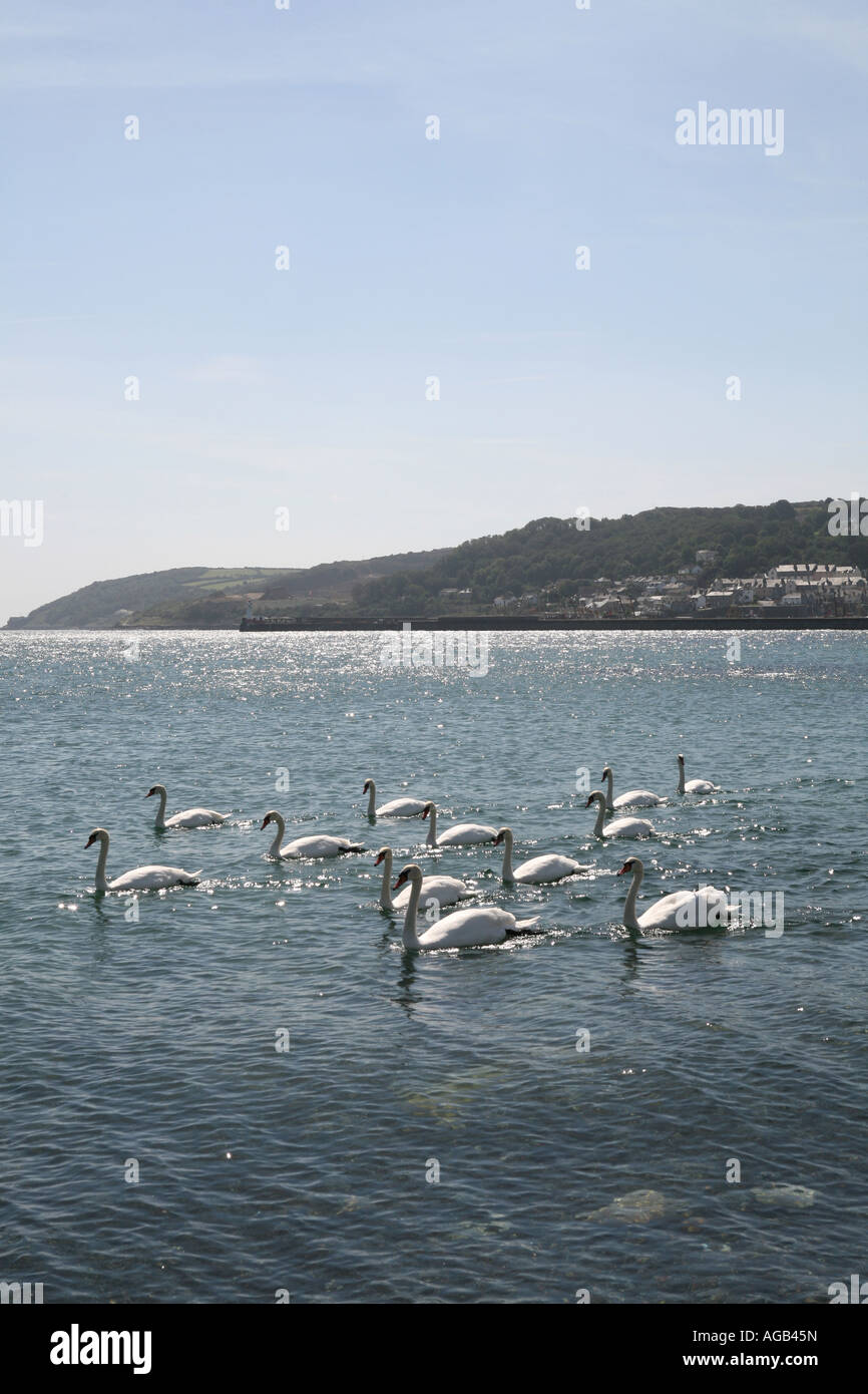 Flock of Mute Swans in the sea off Penzance, Cornwall, UK Stock Photo ...