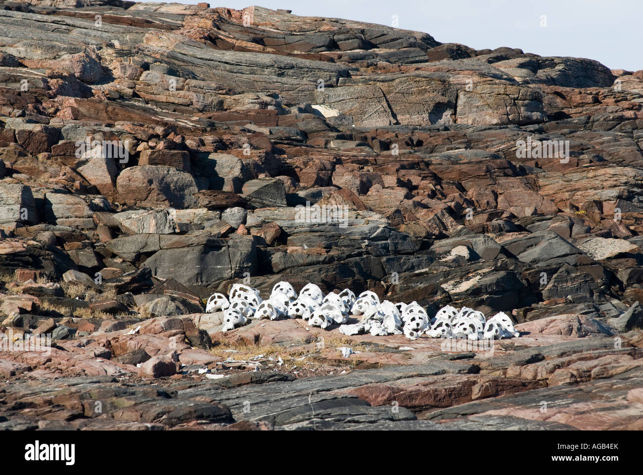 Skulls of hunted narwhal lined up on rocks Inglefield Fjord near ...