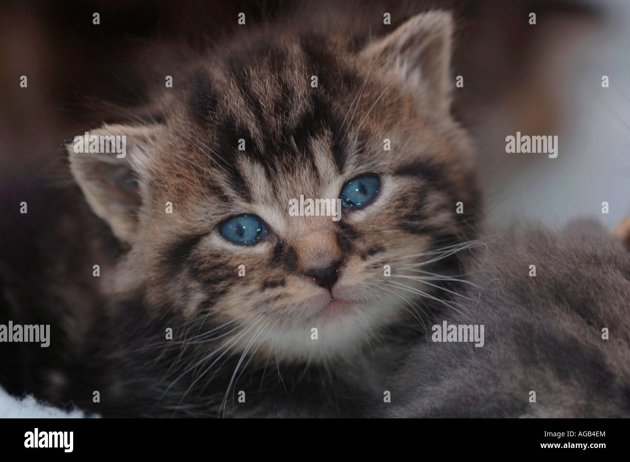 3 Week Old Kitten Stock Photo - Alamy