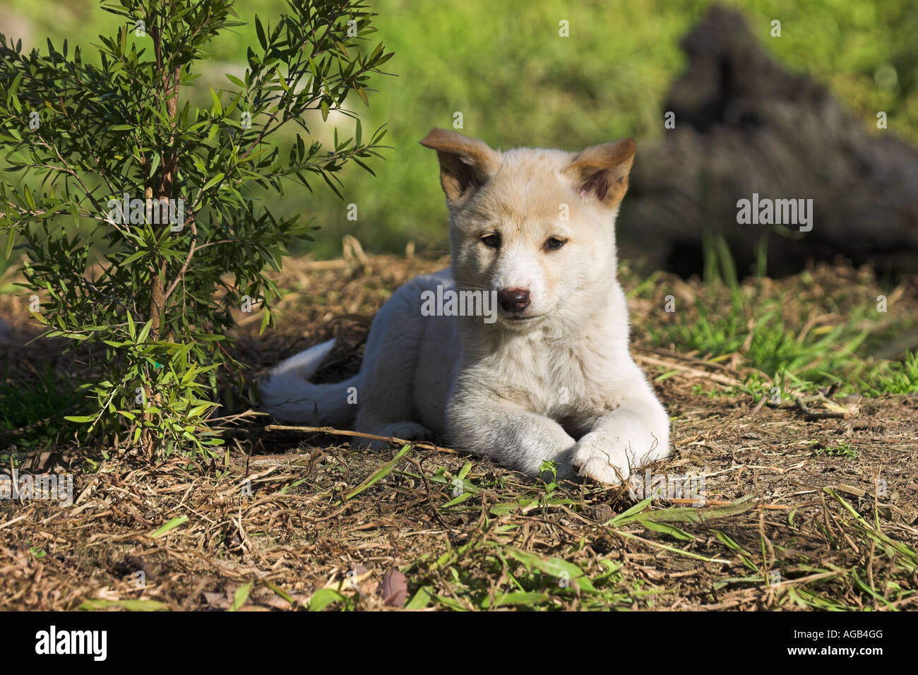 Cute Baby Dingo