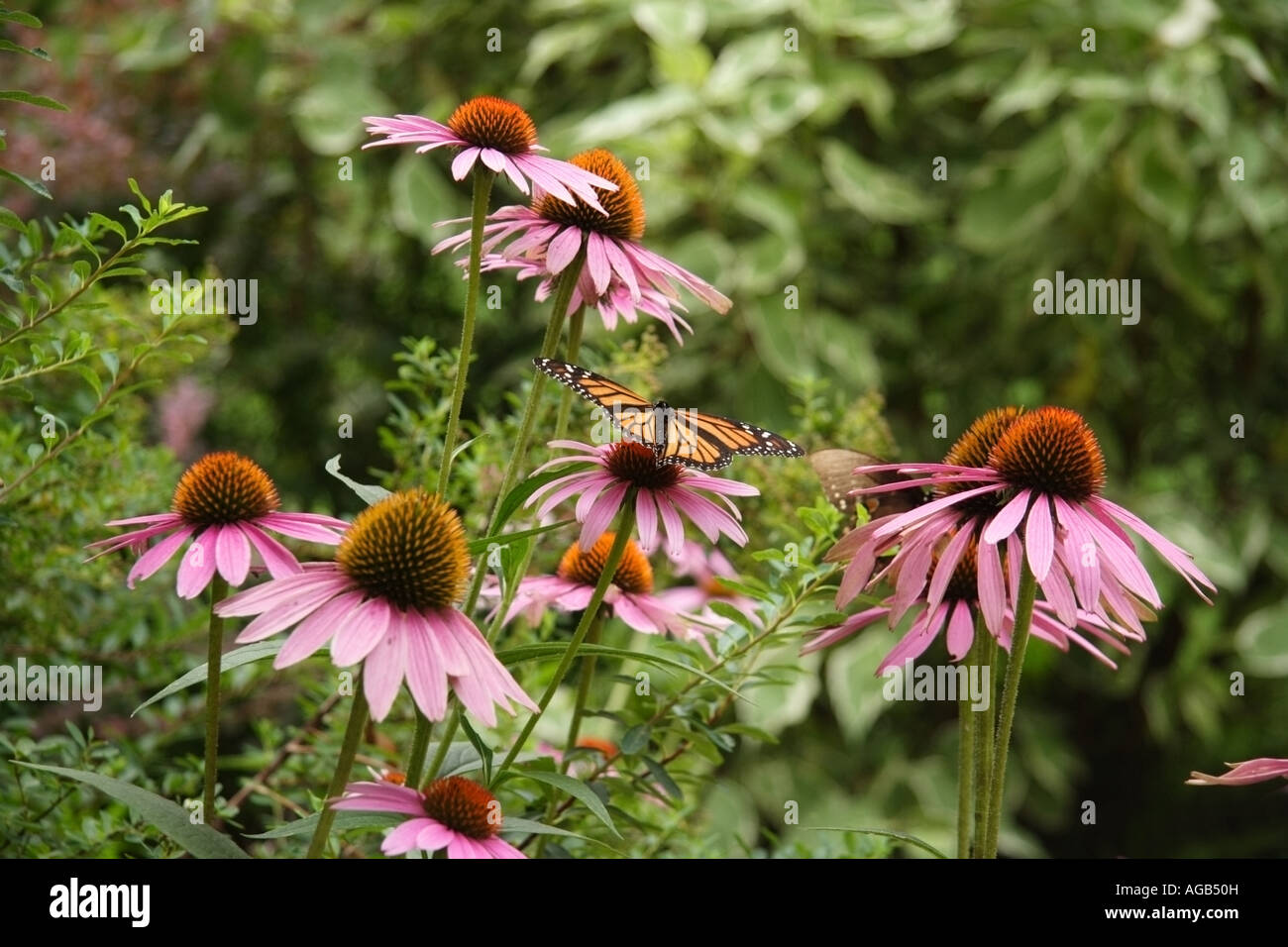 Monarch butterfly on purple coneflower Stock Photo - Alamy