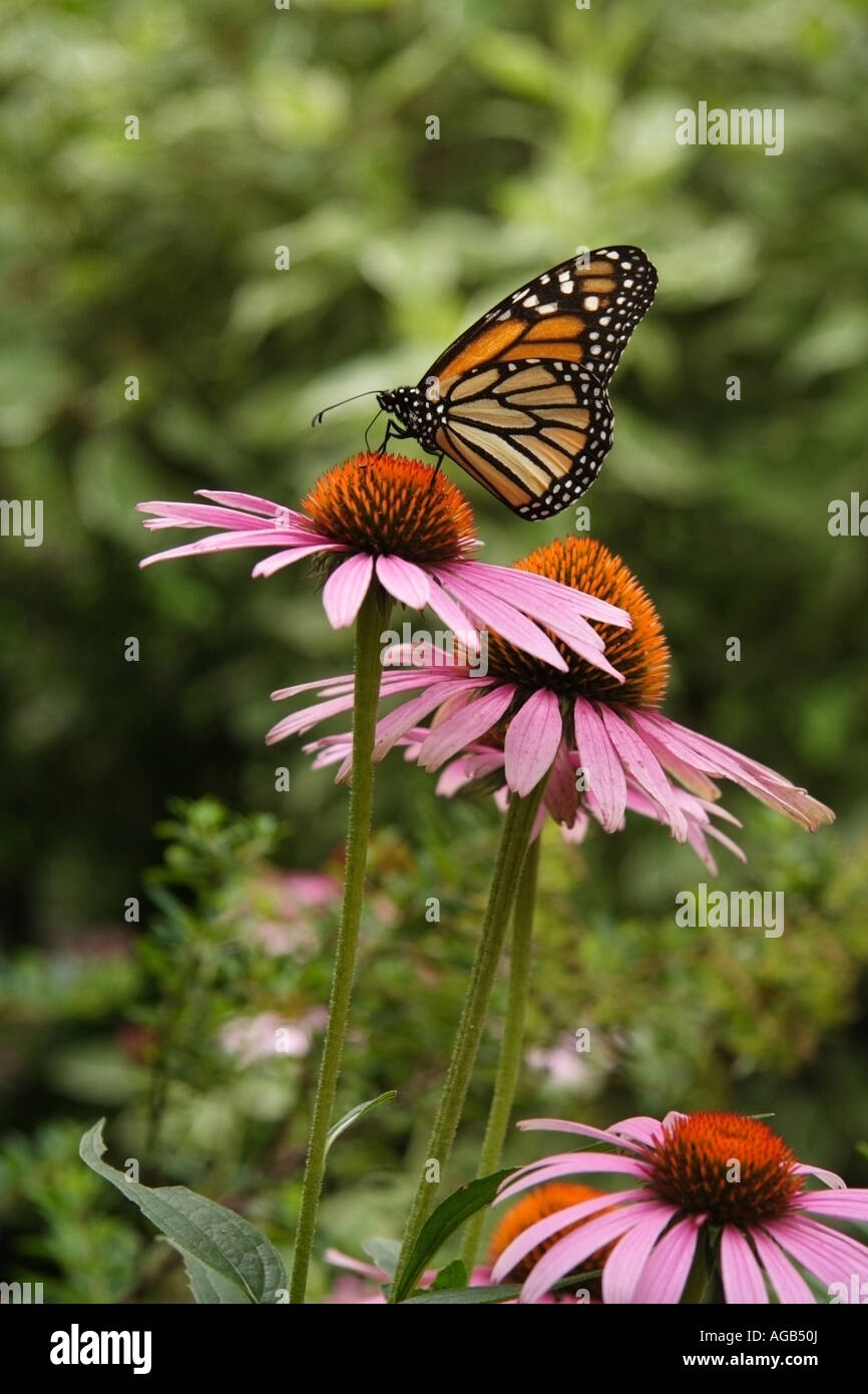 Monarch butterfly on purple coneflower Stock Photo - Alamy