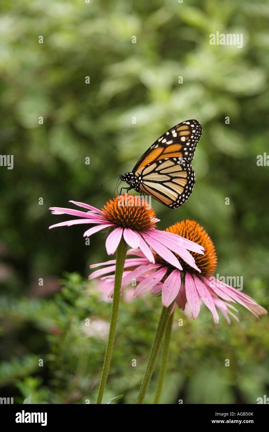Monarch butterfly on purple coneflower Stock Photo - Alamy