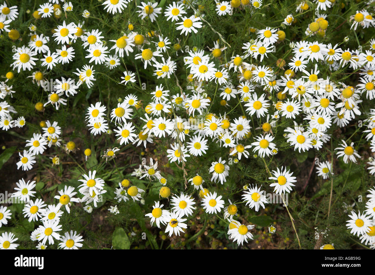 Clump of daisies hi-res stock photography and images - Alamy