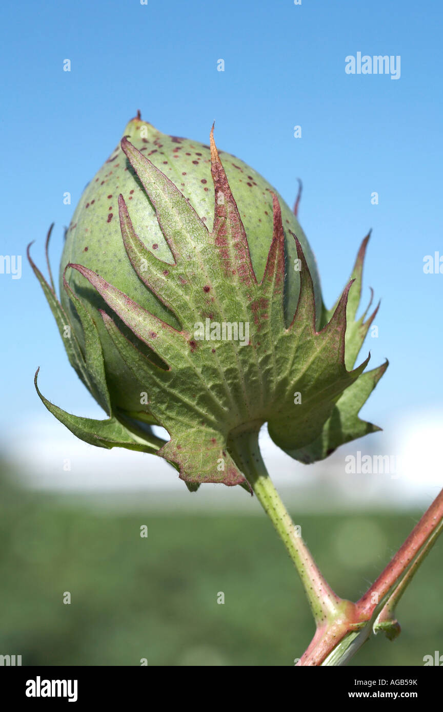 Pla0 hi-res stock photography and images - Alamy